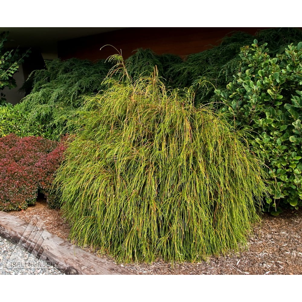 Whipcord Western Red Cedar - 4" pot - Thuja - Walmart.com - Walmart.com