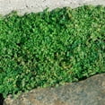 Outsidepride 50 Corsican Mint Ground Cover Plant Seed, Ground Hugging ...