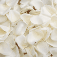 3500 White Rose Petals- Beautiful Fresh Cut Flowers- Express Delivery ...