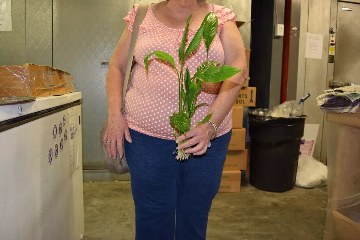 6 Large Brazilian Sword plants Easy Aquarium aquascaping planted tank ...