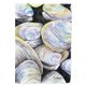 Clam Quahog Flag Canvas House Size - Walmart.com