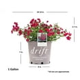 Red Drift Rose (1 Gallon) Low-Growing Groundcover Deciduous Flowering ...