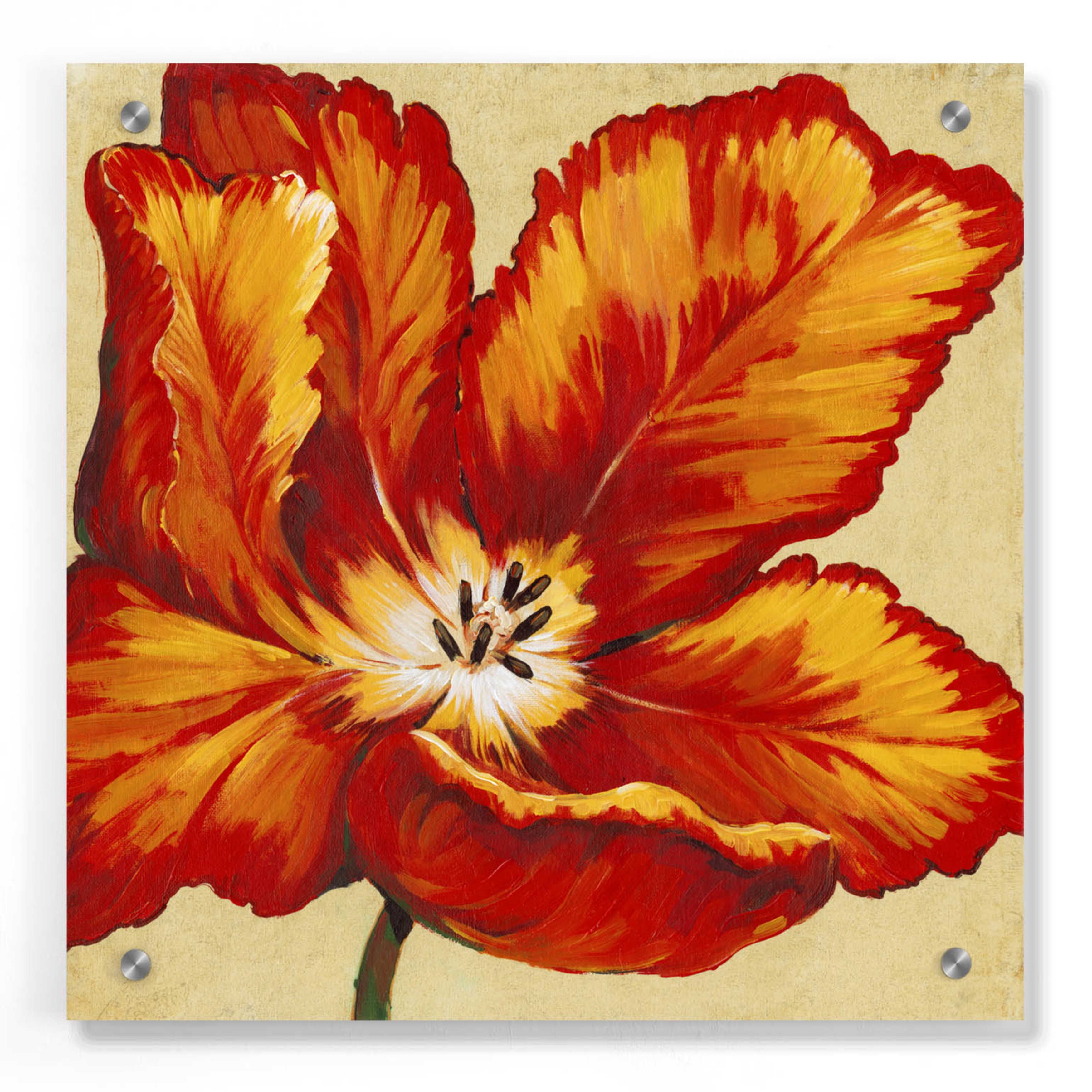 Epic Art 'Parrot Tulip I' by Tim O'Toole, Acrylic Glass Wall Art, 36 ...