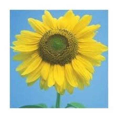 Sunflower Mammoth Gray Stripe Nice Garden Flower 20 Seeds - Walmart.com