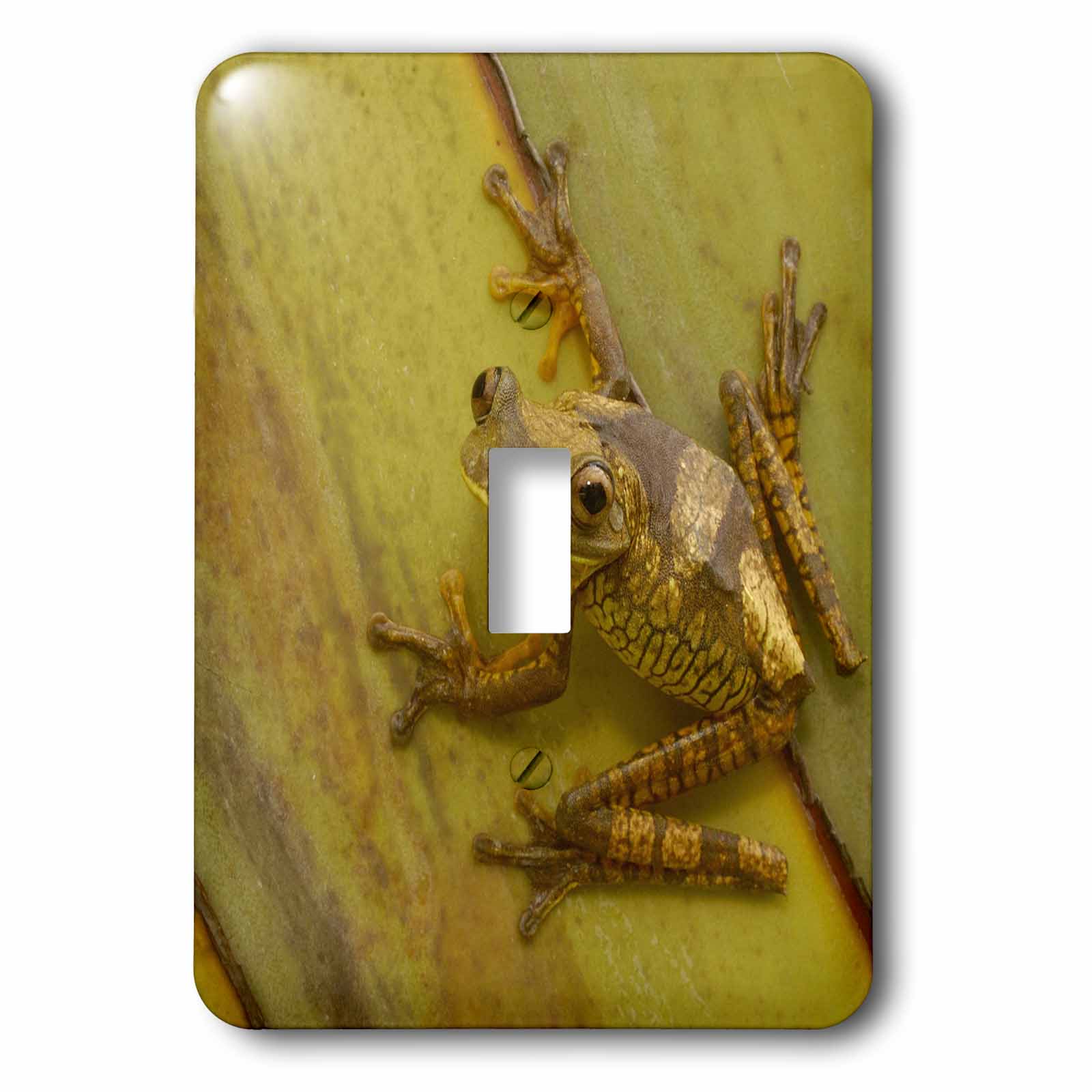 Tree frog, Amazon Rain Forest, Ecuador - SA07 POX1148 - Pete Oxford ...