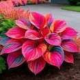 Variegated Butterfly Hostas Flowers Planting Mix-Iridescence-Beautiful ...
