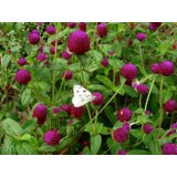50 GLOBE AMARANTH MIX Gomphrena Globosa Mixed Colors Amaranthus Flower ...