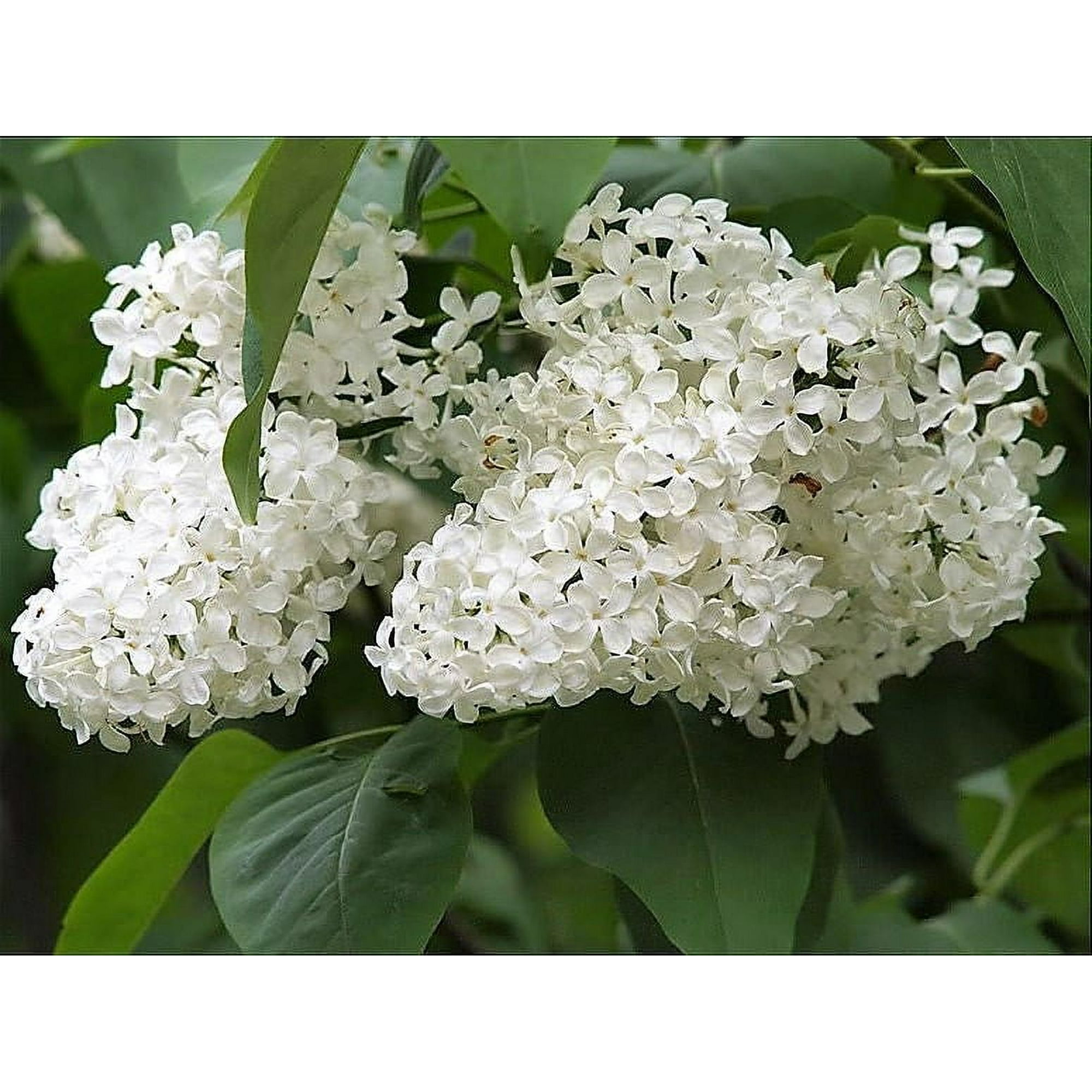 Click here for Seedville Usa 20 White Tree Lilac Hummingbird Flow... prices