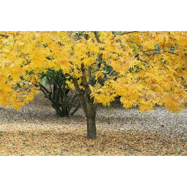 10 Thornless HONEYLOCUST Gleditsia Triacanthos Inermis Imperial Honey ...