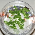 BESTYASH 2Packs Plastic Duckweed Ornament for Fish Tank Aquarium ...