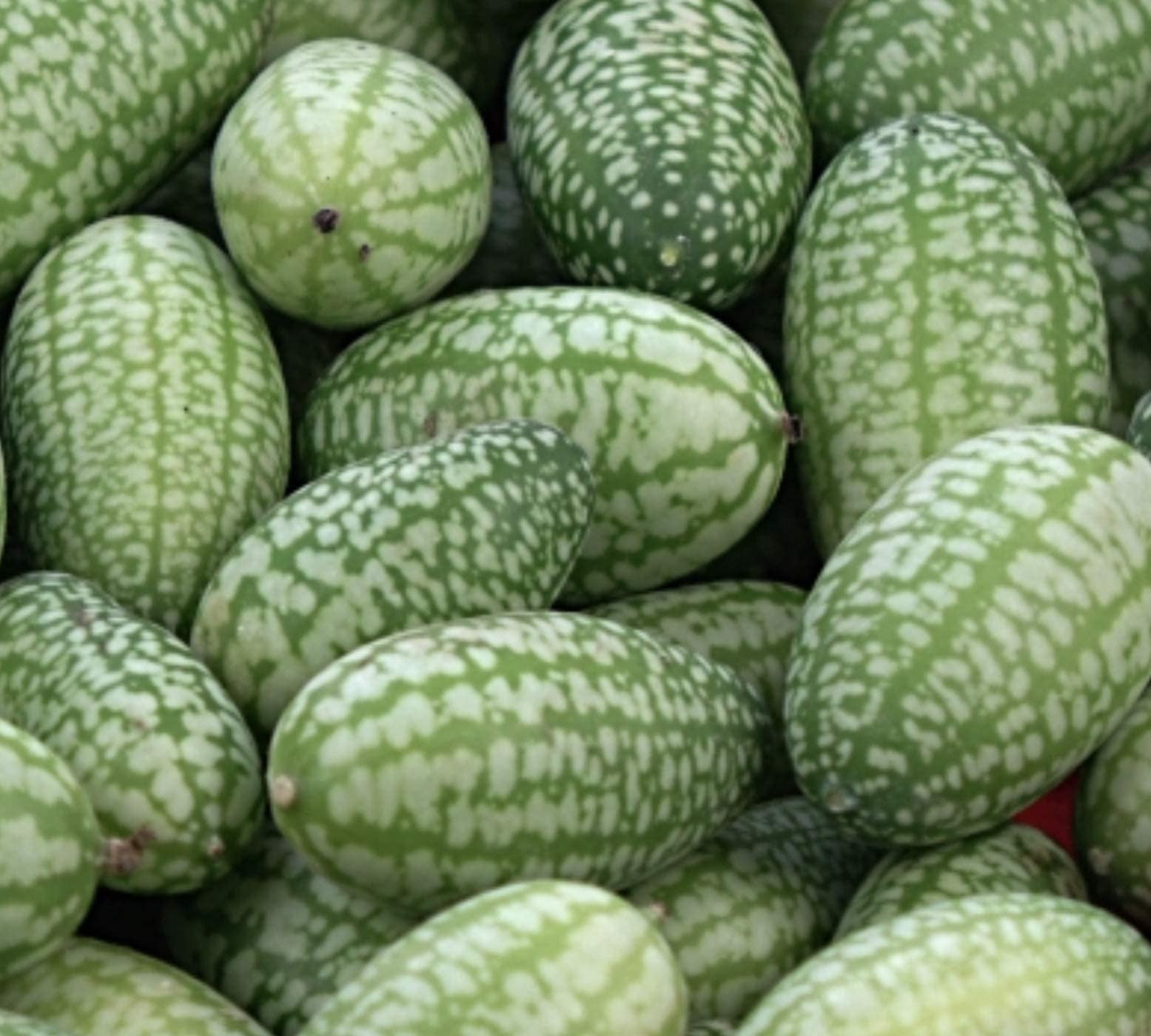 Mouse Melon Seeds | 10 Pack of Seeds | Grow This Exotic and Rare Garden ...