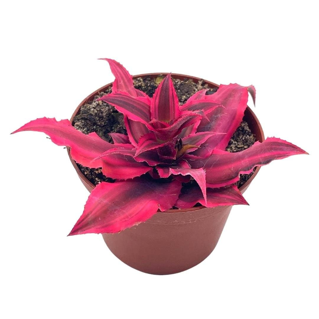 Cryptanthus Bivittatus, 2 inch, Red Star Bromeliad, Tiny Mini Pixie ...