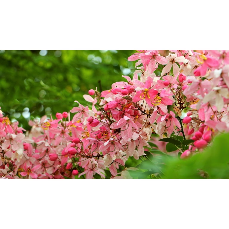 Pink Shower Tree Cassia Javanica
