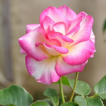 Polynesian Punch™ Floribunda Rose by Heirloom Roses - Live Rose Plants ...