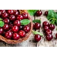 Cherry Kernel Oil Unrefined Virgin Organic Carrier Cold Pressed Premium ...