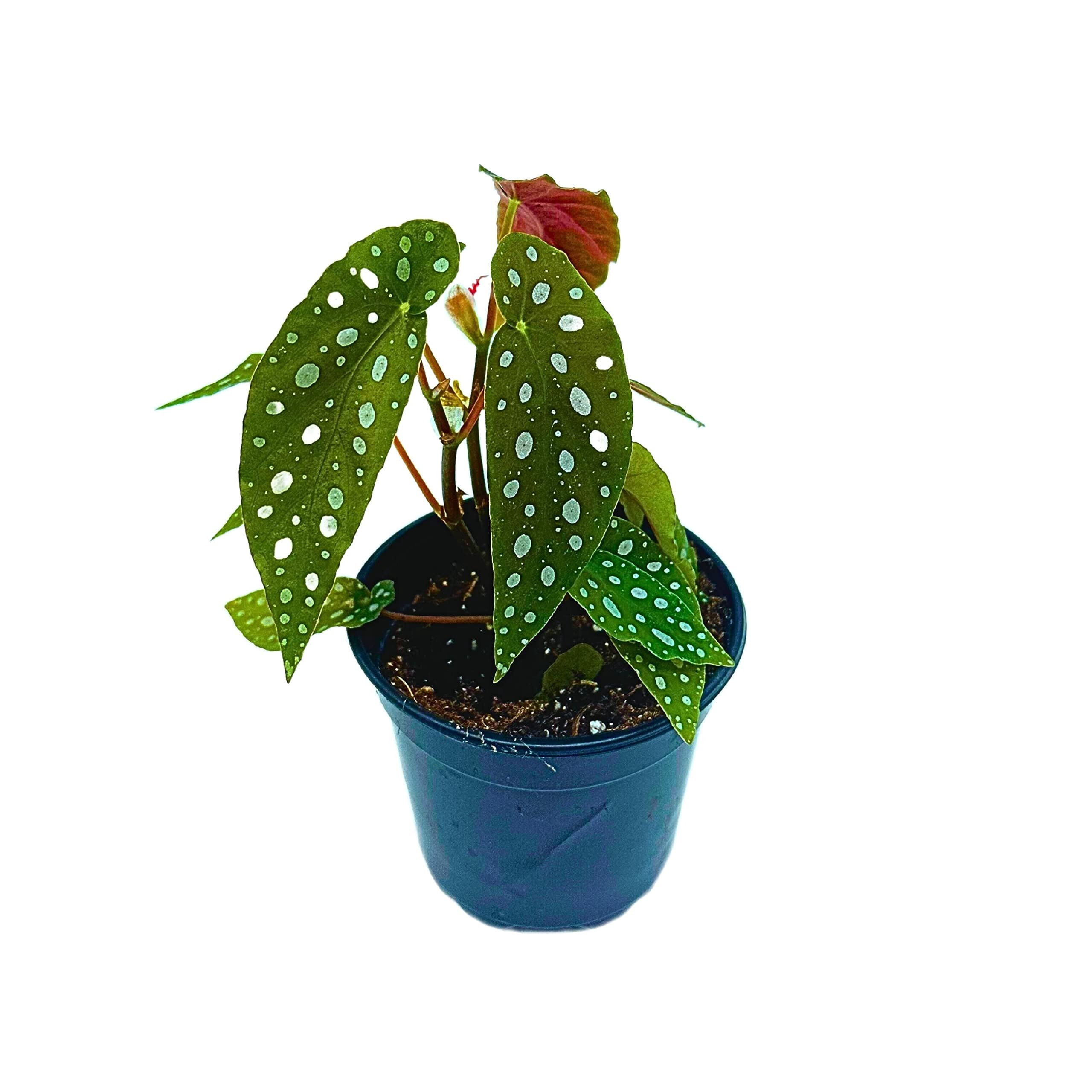 Begonia Maculata, 4 inch, Trout Begonia, Polka Dot Plant, Widgtii ...