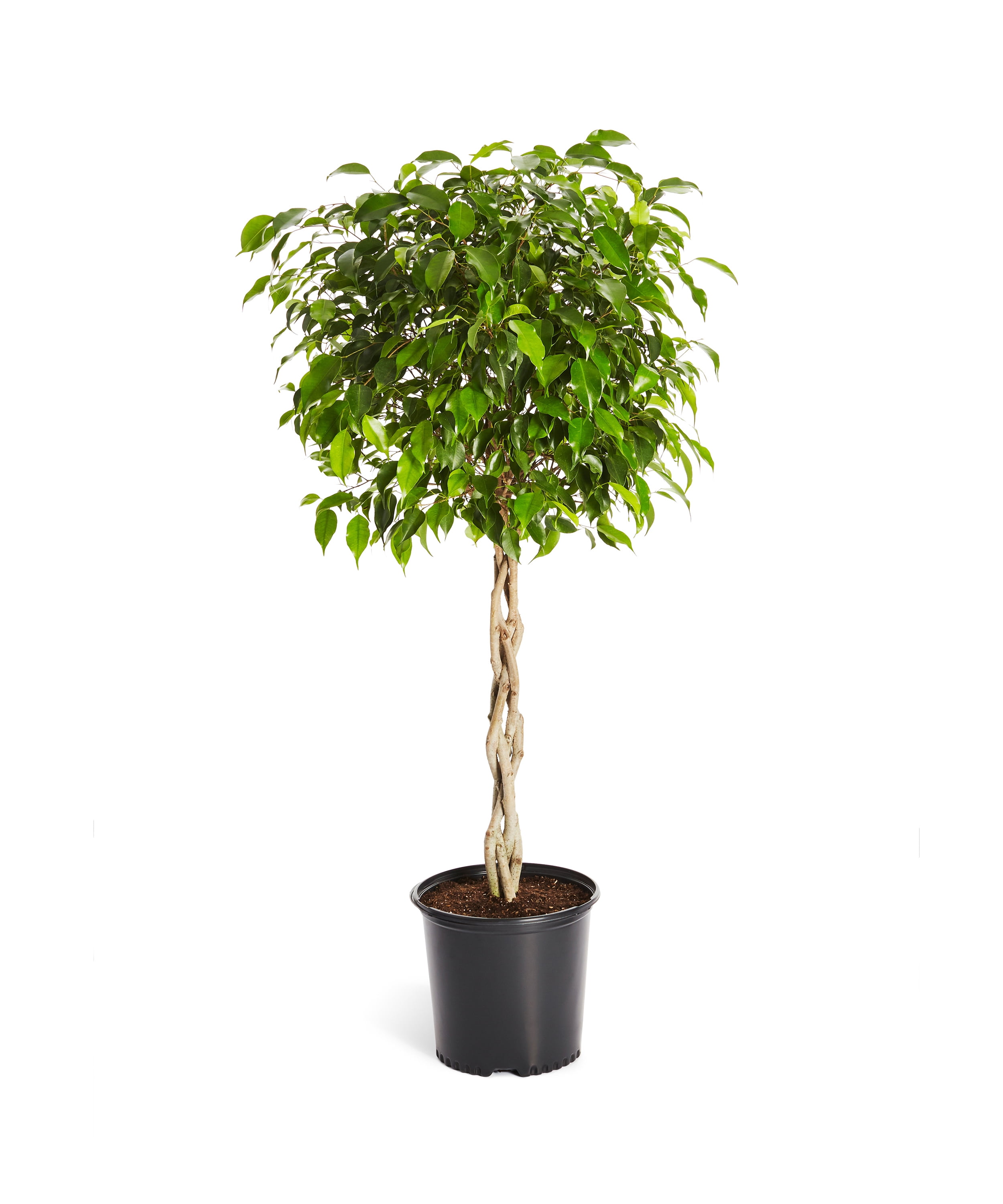 Ficus Benjamina Tree
