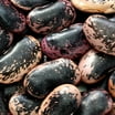 Scarlet Runner Pole Bean Seeds - 15 Gram Packet - Non-GMO, Heirloom ...