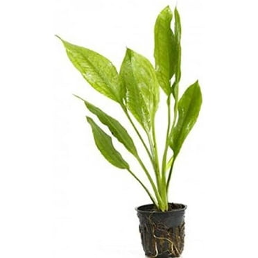 10 Species Live Aquarium Plants Package - Microsorum Java Fern, Swords ...