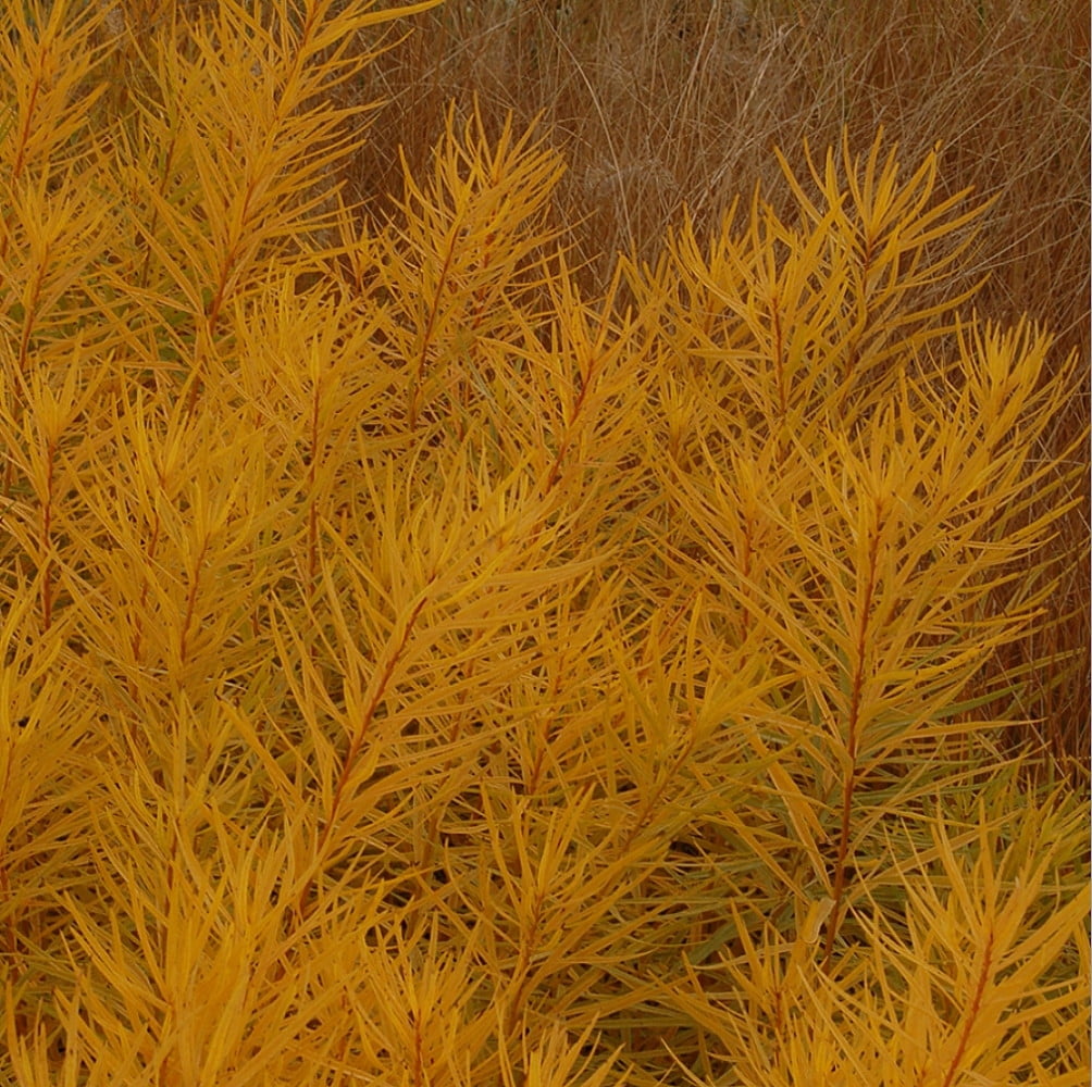 Butterscotch Blue Star Amsonia - Quart Pot - Great Fall Color - Hardy ...