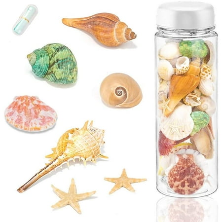 Sea Shells, Mixed Beach Seashells Ocean Sea Shells Colorful Natural ...