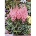 100 PINK MIX ASTILBE (False Spirea / False Goats Beard) Astilbe ...