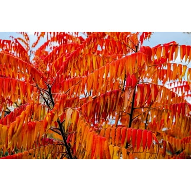 30 FLAMELEAF SUMAC TREE Shining Dwarf Winged Rhus Schmaltzia Copallina ...
