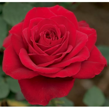 Heirloom Roses - Blue Moon® Hybrid Tea Rose Bush - Walmart.com