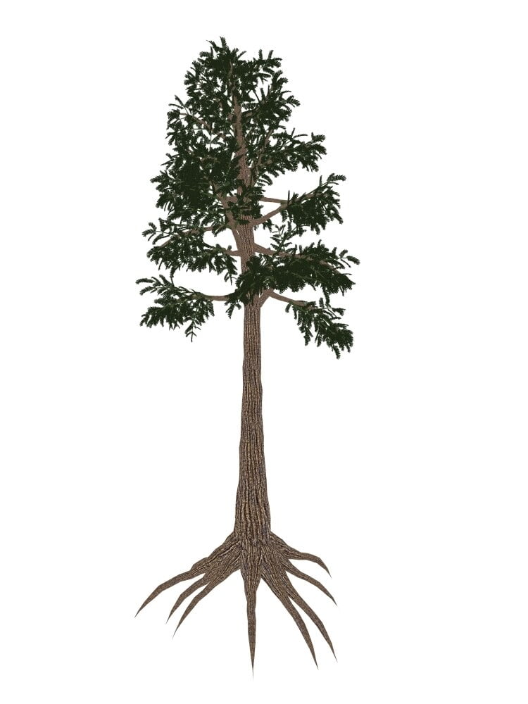 Archaeopteris prehistoric tree from the Late Devonian Period, isolated ...