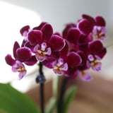 Just Add Ice 6-10" Dark Purple Mini Orchid Live Plant in 2.5" White ...