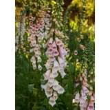 6000 Apricot Foxglove Seeds Digitalis Dalmatian Dwarf Beauty Faerie ...