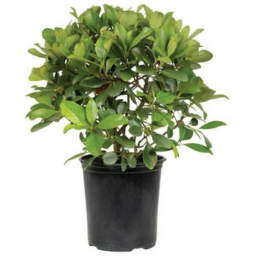Reeves Bridal Wreath Spirea (2.5 Quart) White Blooming Deciduous Shrub ...