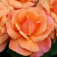 Heirloom Roses - Easy Does It™ Floribunda Rose Plant - Walmart.com