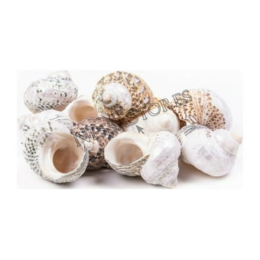 6 Hermit Crab Shells Large Turbo Changing Seashells Large 2"-3" Size ...