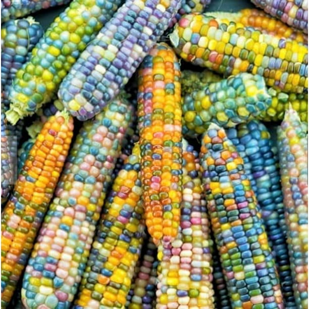 Glass Gem Corn Seeds - 75 Seeds - Beautiful Rainbow Colored Heirloom ...