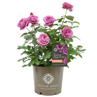 Heirloom Roses Red Rose Bush - Francois Rabelais Live Plant - Red Shrub ...