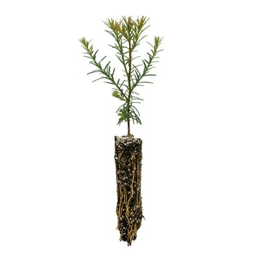 Incense Cedar | Medium Tree Seedling | The Jonsteen Company - Walmart.com