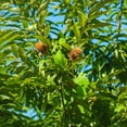 4-5 Ft Hybrid American Chestnut Tree - Attracts Wildlife - Delicious ...