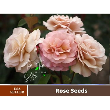 30 Rare Black Heart White Rose Flower Seeds, Rose Bush Planting, Buy 4 ...