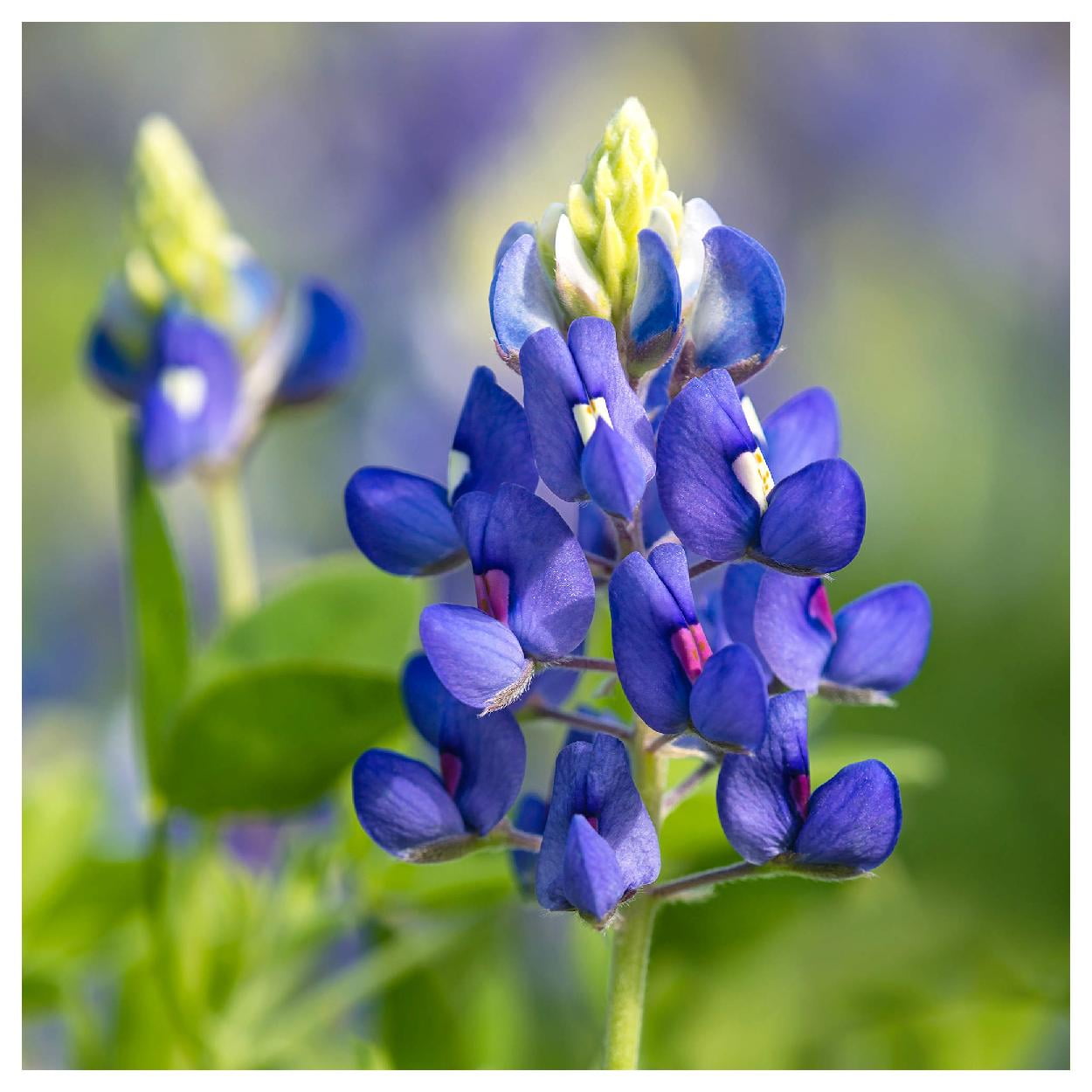 Everwilde Farms - 1/4 lb Texas Bluebonnet Native Wildflower Seeds ...