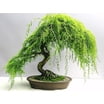 Live Weeping Willow Money Tree Bonsai - Thick Trunks, Fast-Growing ...