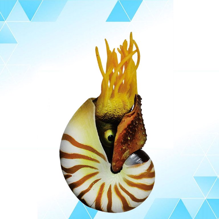 The Nautilus Tropical Fish | ppgbbe.intranet.biologia.ufrj.br