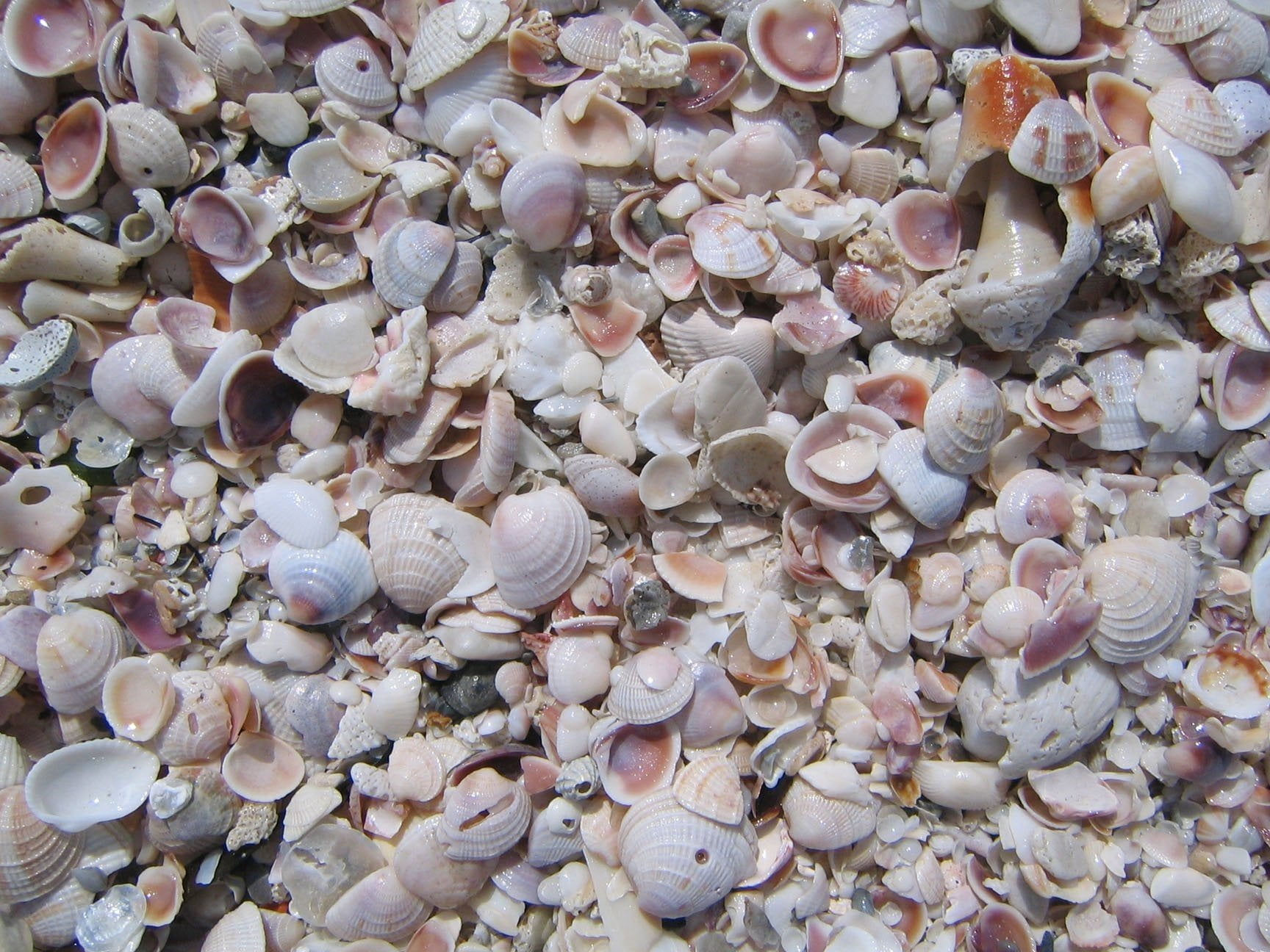 Kraft "Beach Shells" Glossy Poster - Walmart.com