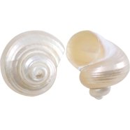 Alabaster Murex Seashell 4-5" - Walmart.com