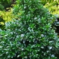Expert Gardener 3-4' Monarch Holly Tree in 7 gal. Grower Pot - Walmart.com