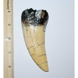TYRANNOSAURUS Rex Dinosaur Tooth CAST #1 (Replica - Reproduction) T-Rex ...
