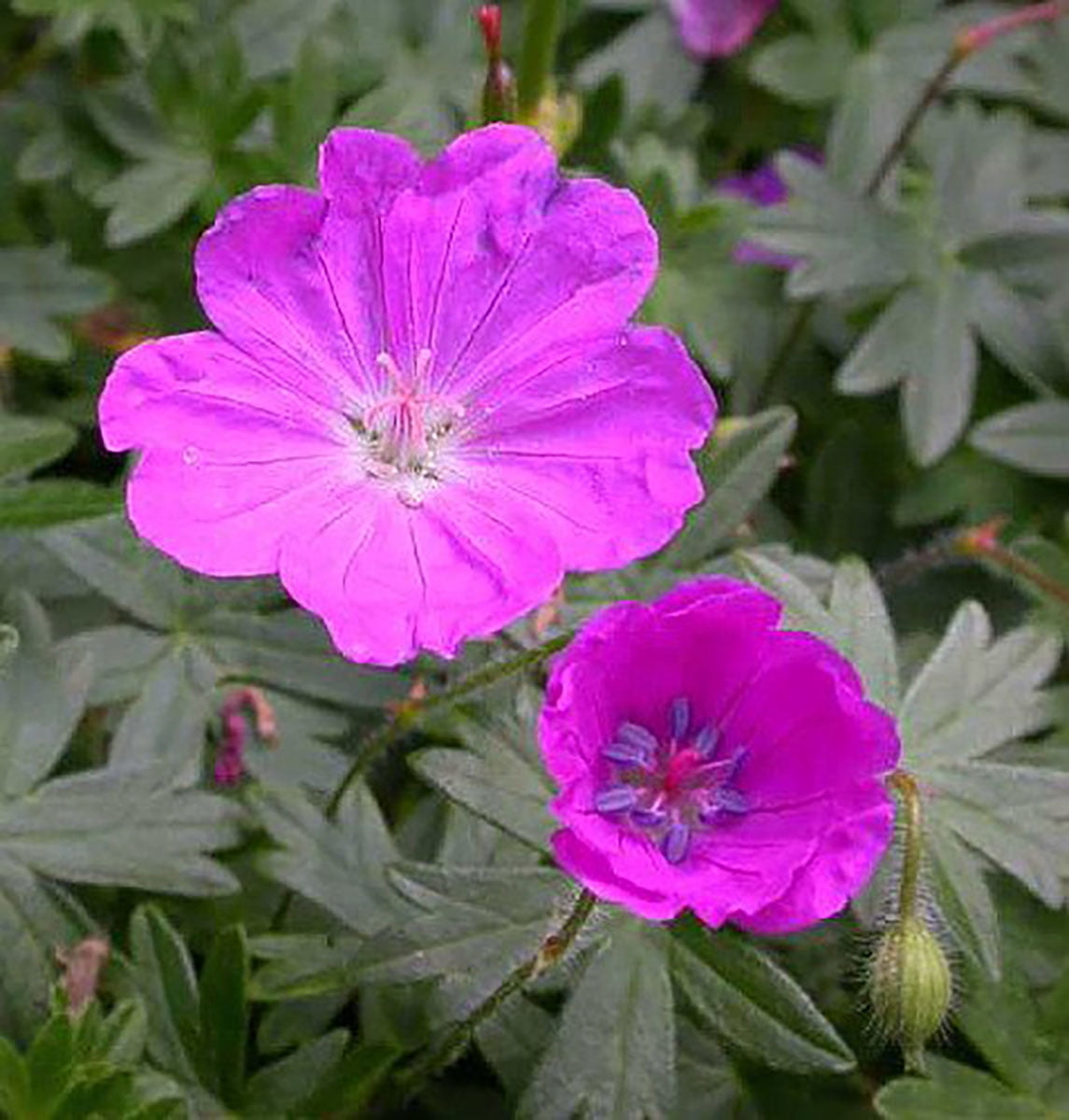 Max Frei Hardy Geranium - Bloody Cranesbill - Live Plant - Gallon Pot ...