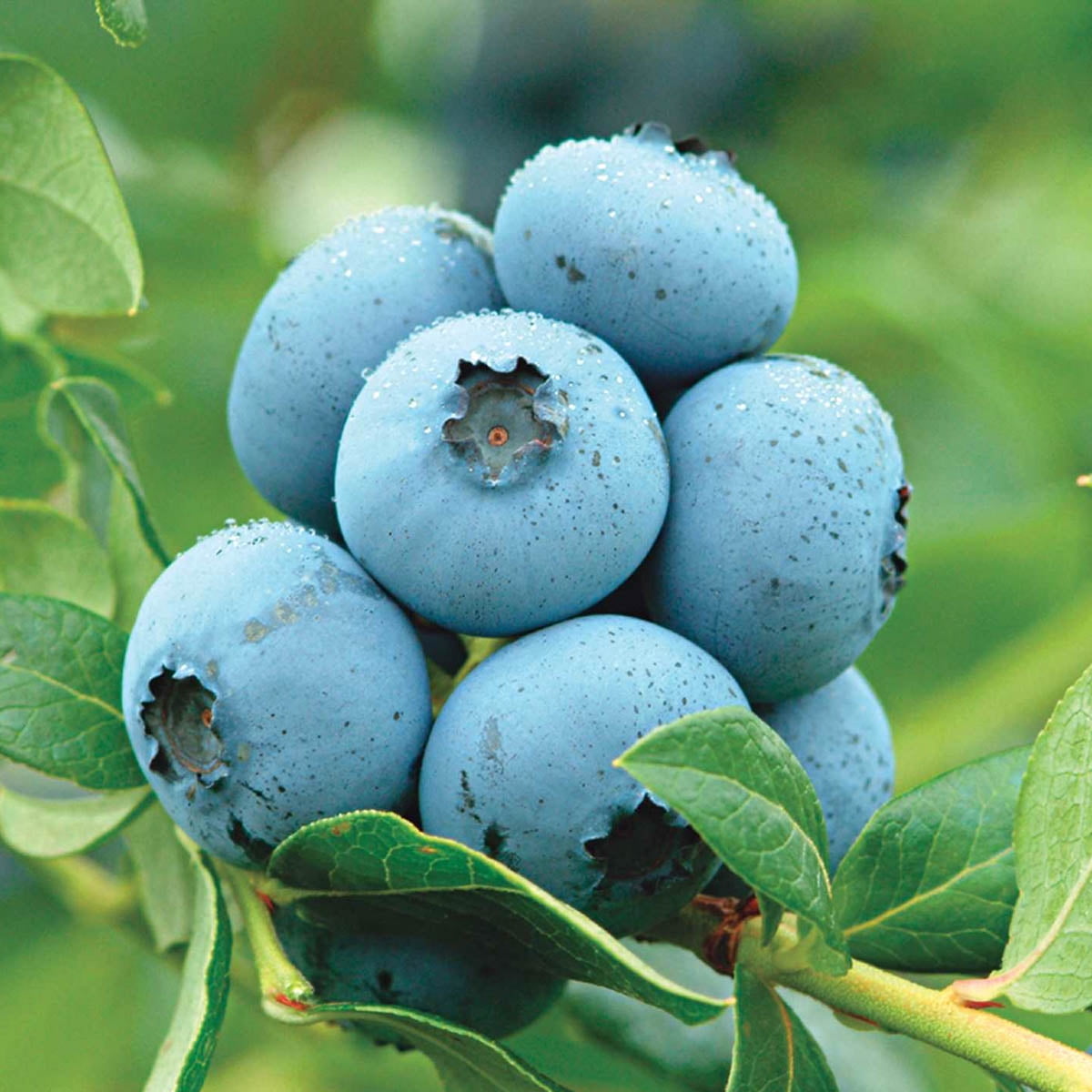 Gurney's Northland Semi-Dwarf Blueberry Plant, 2.50 Qt Potted Deciduous ...
