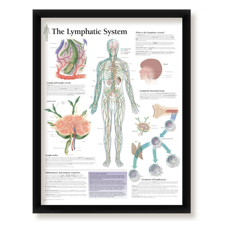 Lymphatic System Diagram For Kids