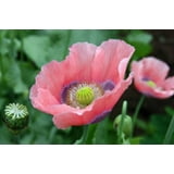 100 Seeds HENS and CHICKS Poppy Hens & Chickens Breadseed Lettuce Leaf ...